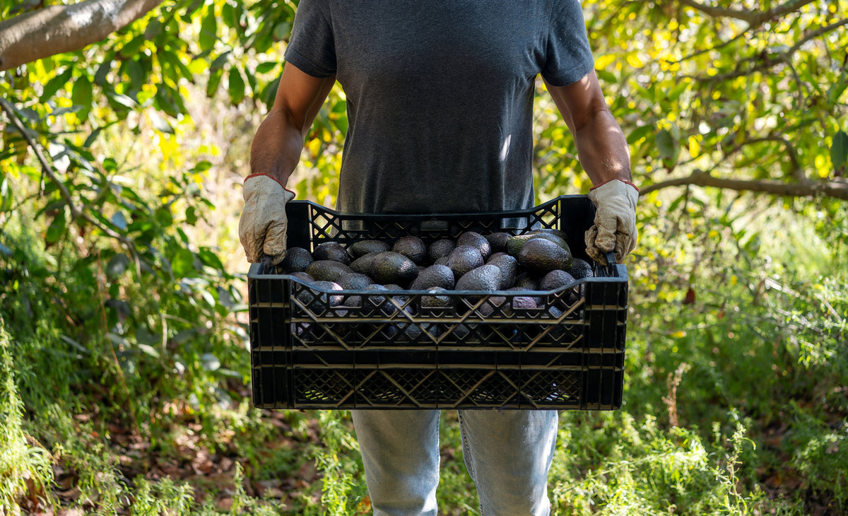 Farm Work in Australia Guide
